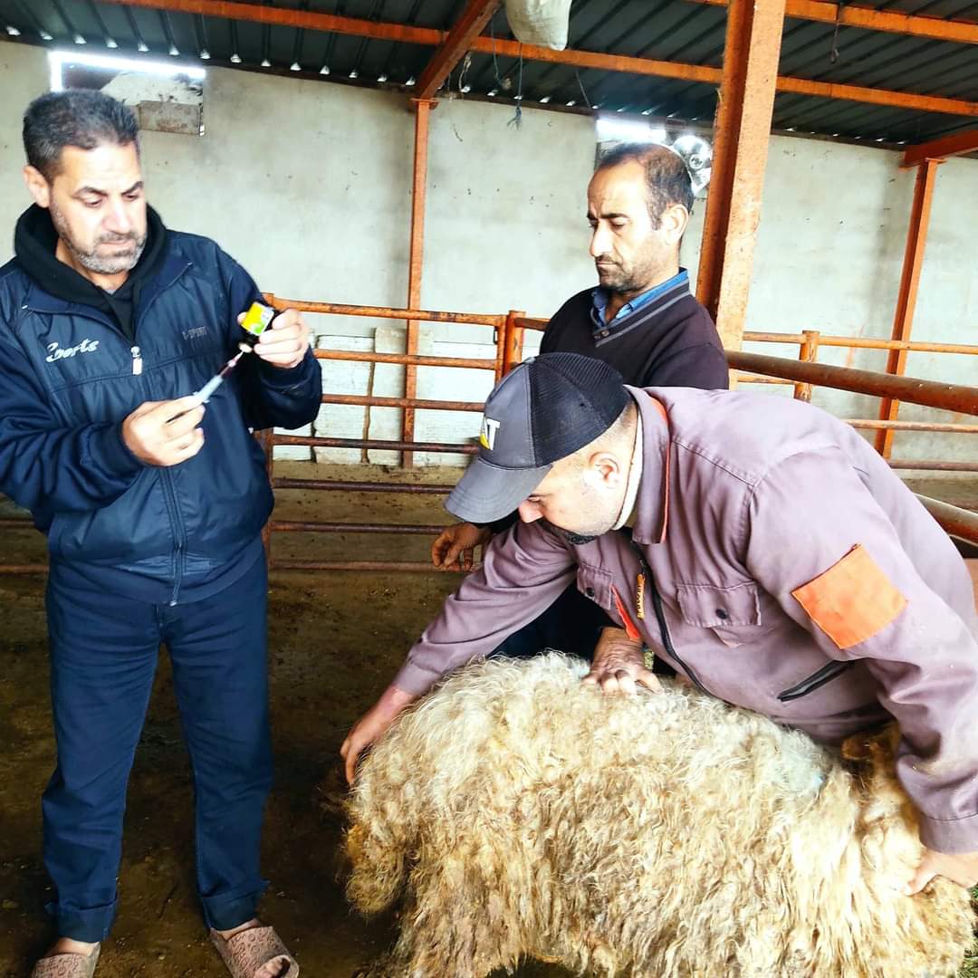 Periodic vaccinations for sheep - Northern Technical University